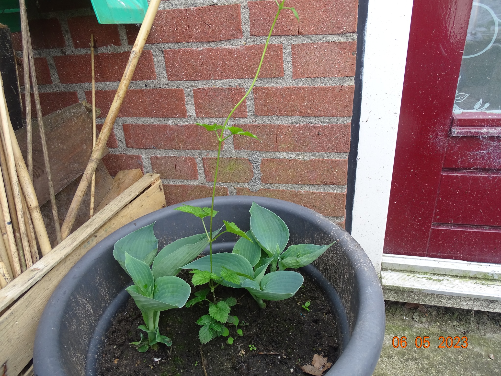 SLAKKEN – Klein Moestuintje